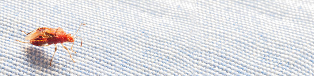 Orkin Bed Bug Services | 866-523-1658 | Call for customized bed bug ...